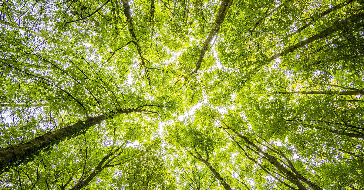 Can I Cut Down A Tree On My Land Property Solicitors Camberley can-i-cut-down-a-tree-on-my-land-property-solicitors-camberley
